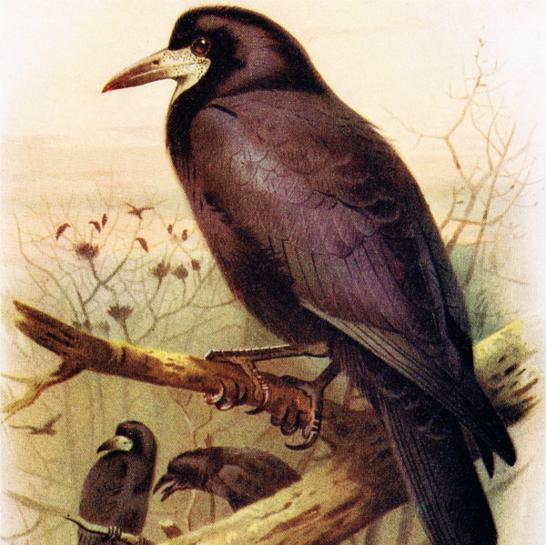 Vintage Halloween Printable Rook Image - Knick of Time