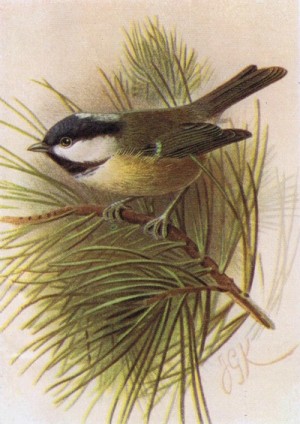 Antique Bird Prints - Knick of Time